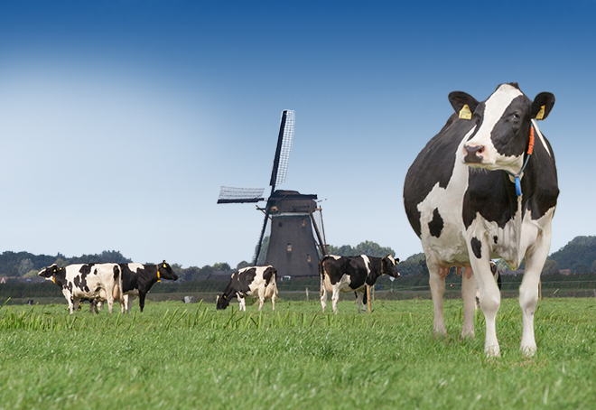 Holland farms: The home of high-quality milk | Friso
