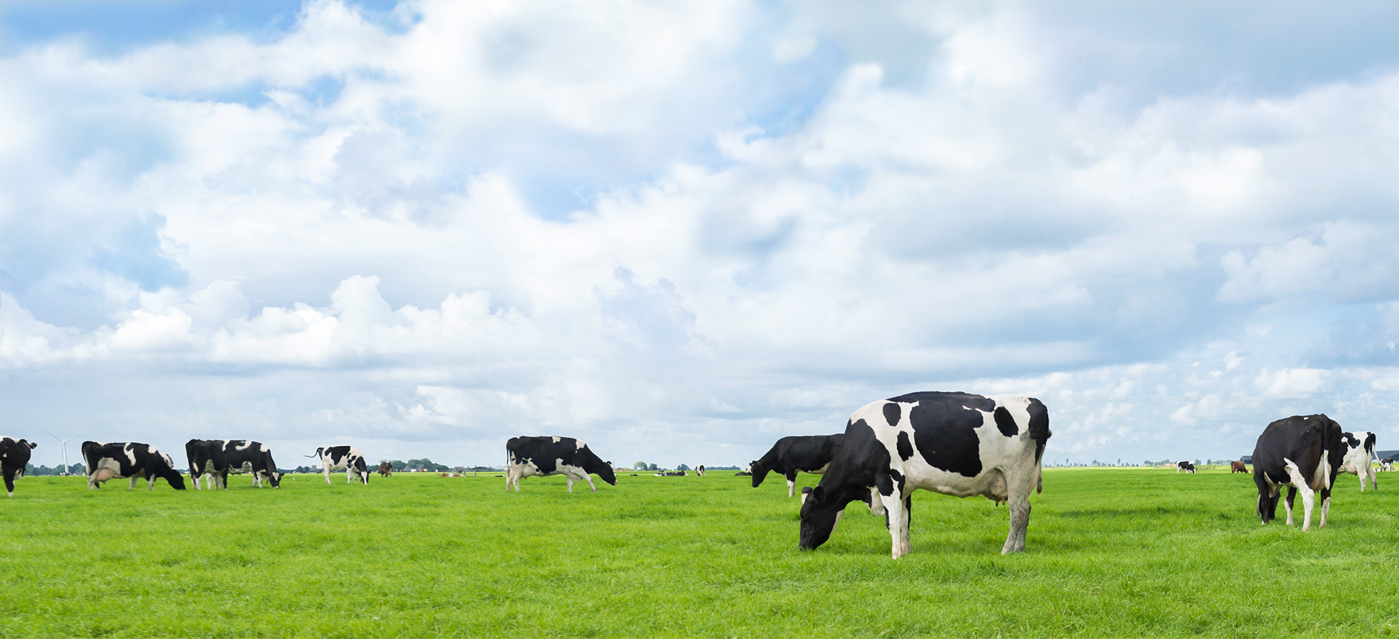 One cow needs a diet change. Can you tell which? | Friso