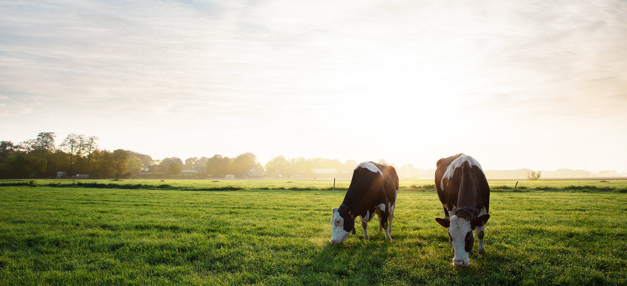 Cow Digestion and what they Eat: From Start to Finish in 7 Steps | Friso