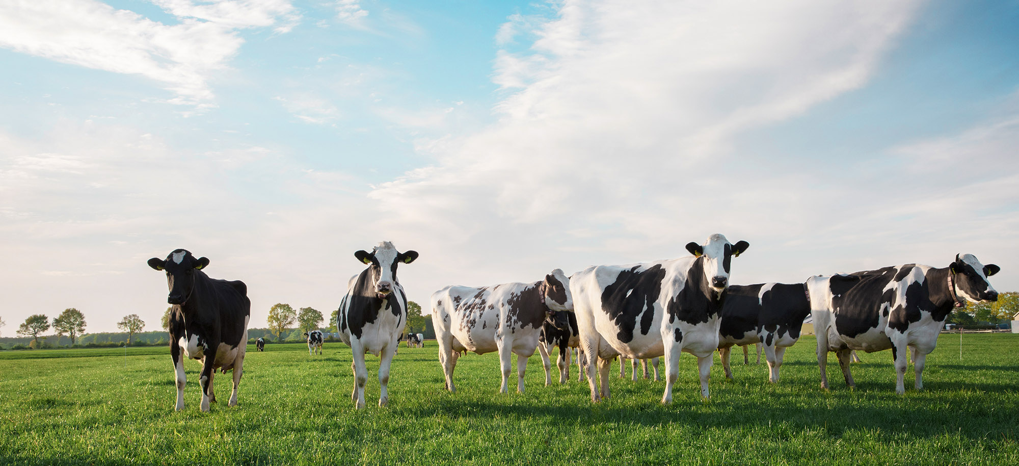 Milk Production in Cows – A Guide to High Quality Milk | Friso