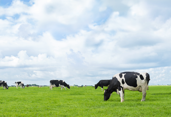 NOVAS Signature Milk – The high-quality milk from our farms | Friso