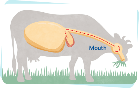 Cow Digestion and what they Eat: From Start to Finish in 7 Steps | Friso